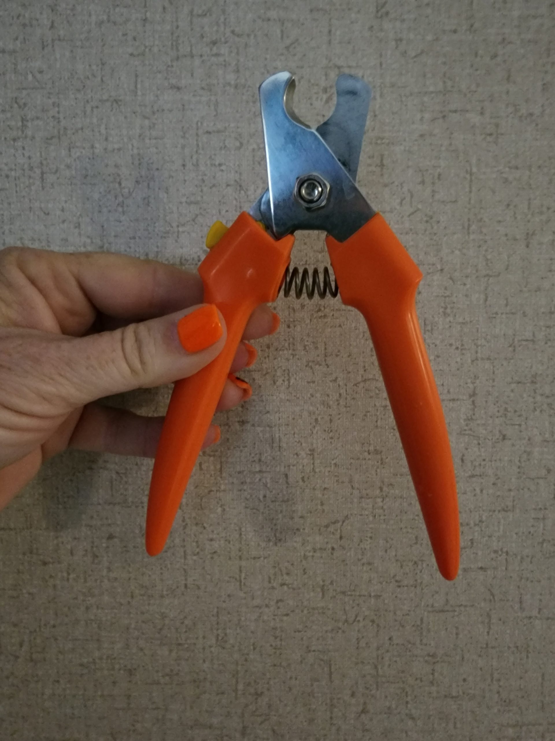 Trimming Your Pet’s Toenails: Getting it Right the First Time – Bite ...