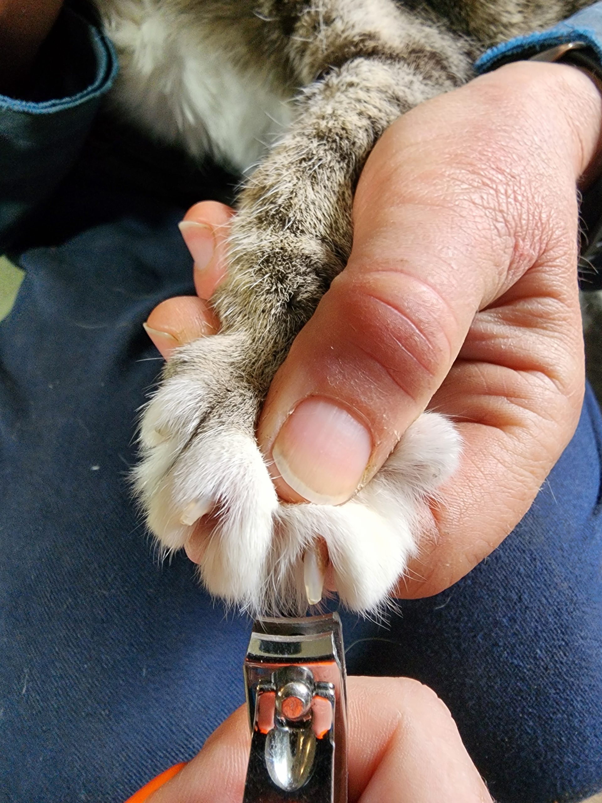 Trimming Your Pet’s Toenails: Getting it Right the First Time – Bite ...