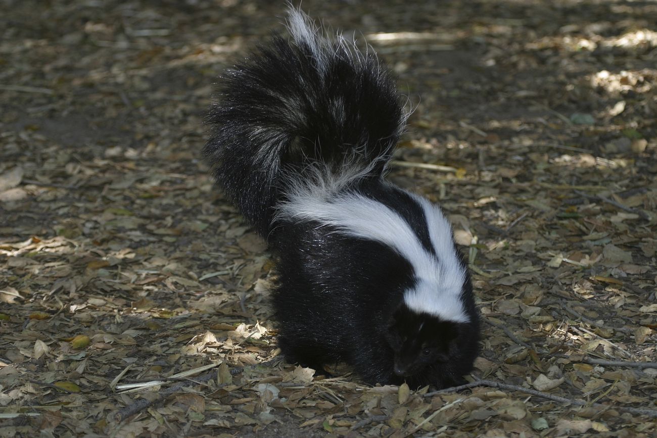 Skunk Toxic Shock Syndrome: More than Just a Stinky Situation! – Bite ...