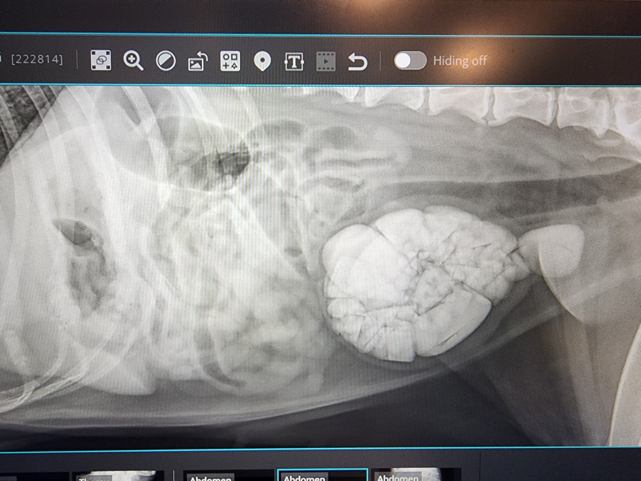 Bladder Stones, Farmer’s Dog, and Facebook: What you should know – Bite ...